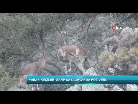 Yaban keçileri sarp kayalıklarda poz verdi