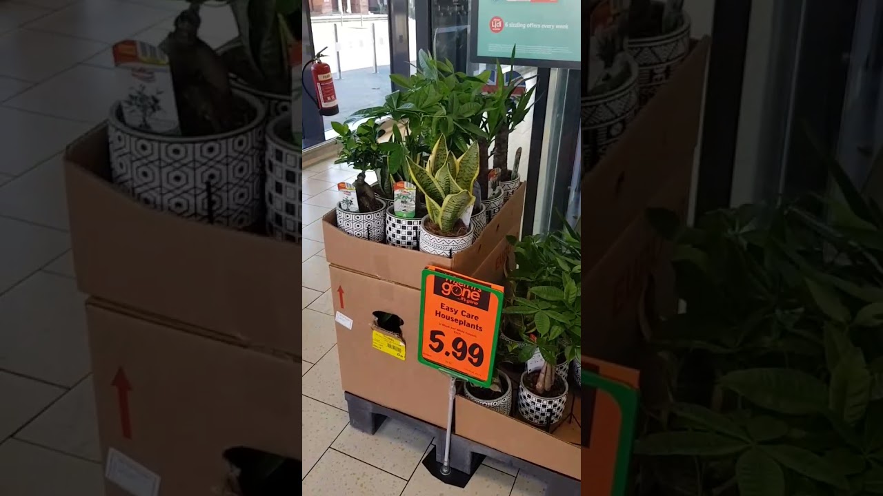 Lidl flowers and plants 4. November 2021 - YouTube