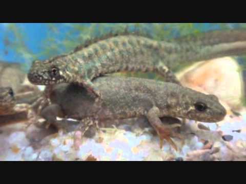 Triturus karelinii / Pürtüklü Semender / Southern Crested Newt