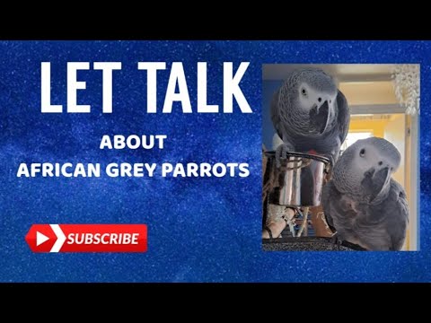 Let talk african grey parrot - YouTube