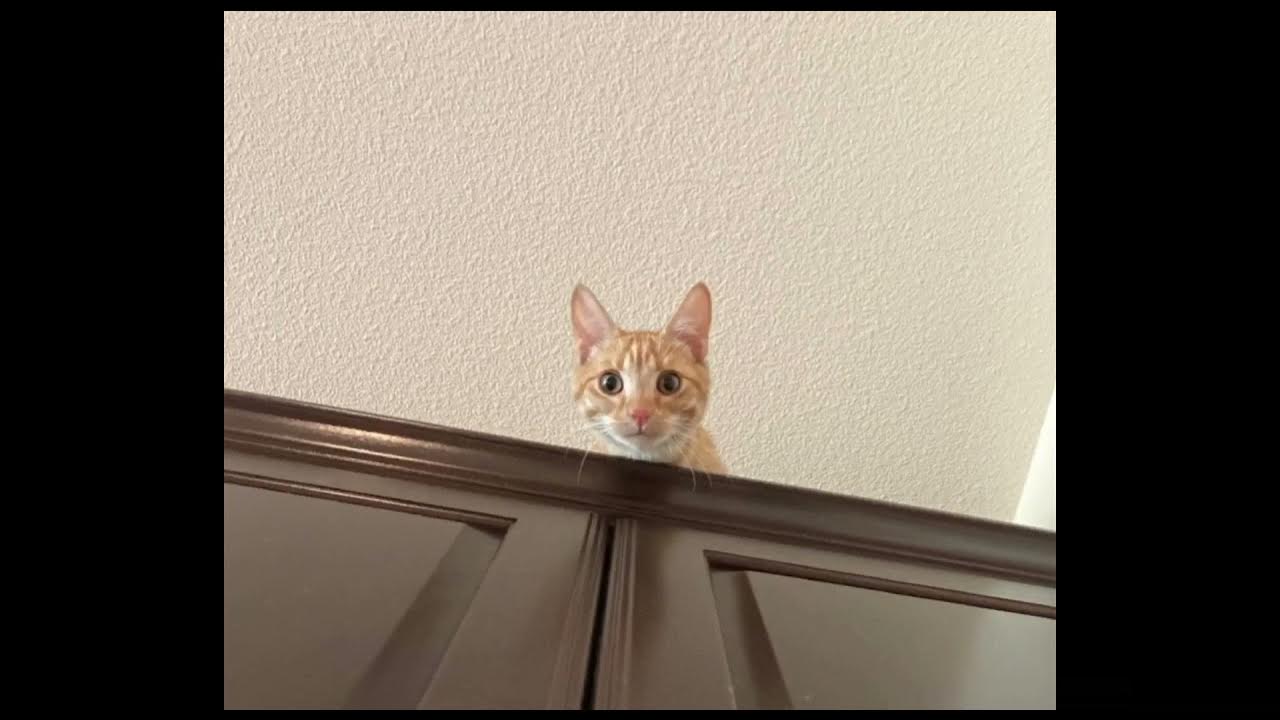 Jschlatts cat - YouTube