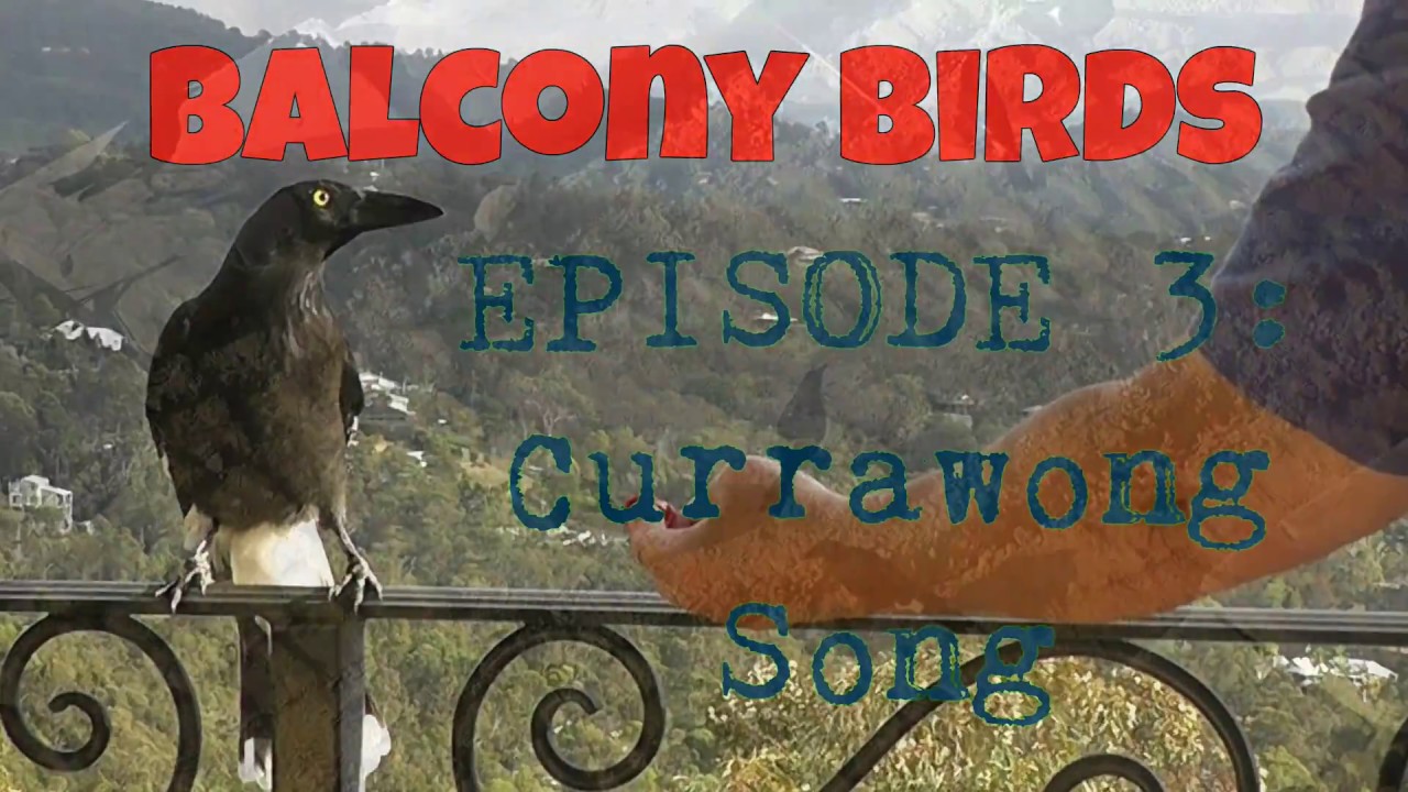 Balcony Birds EPISODE 3: The Currawong Song - YouTube