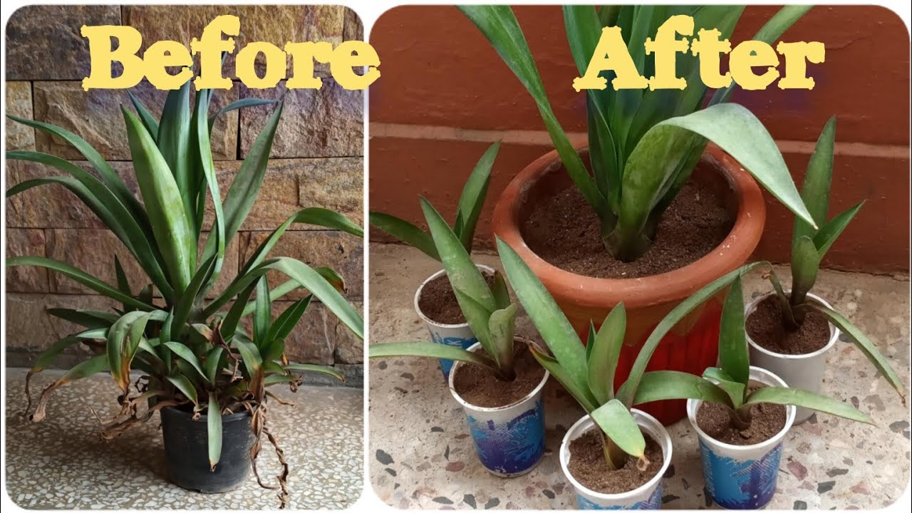 Agave plant propagation|| simple method - YouTube