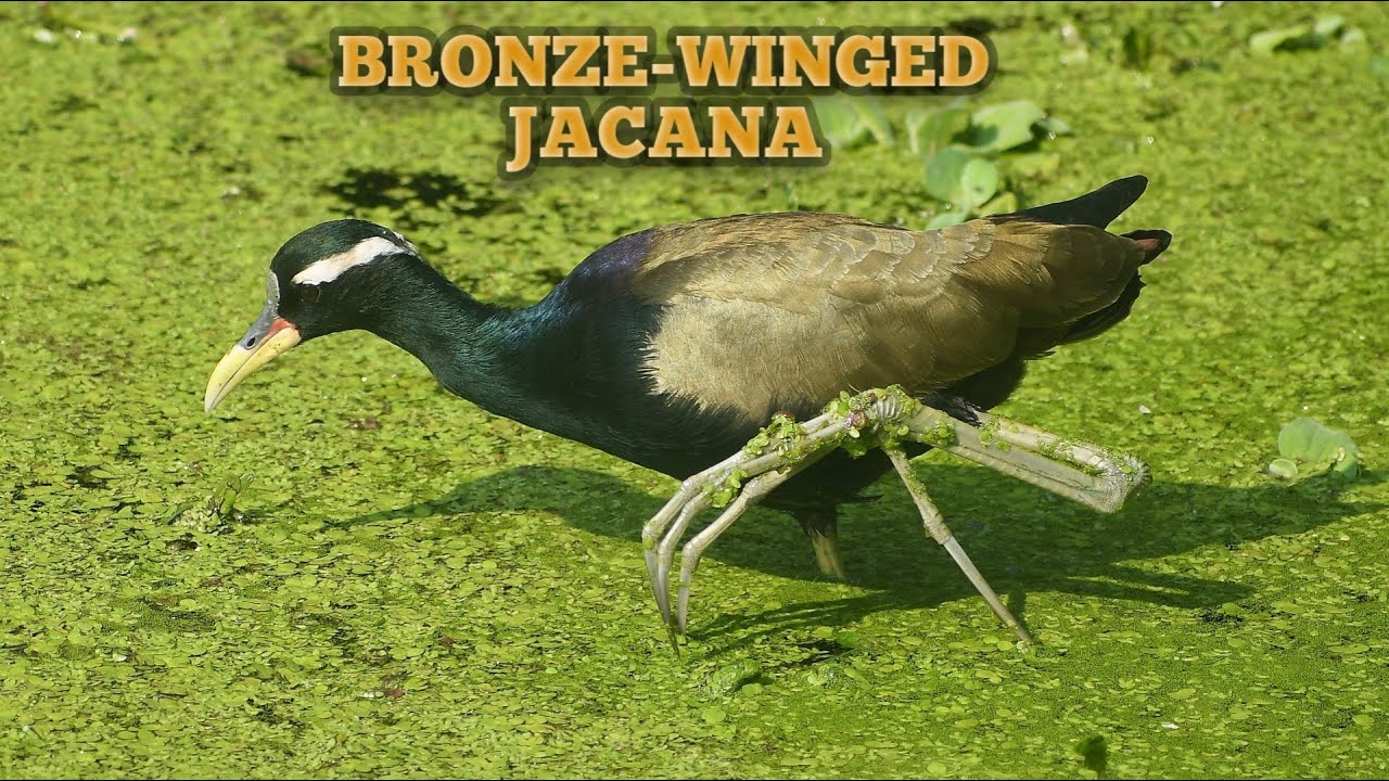 Bronze-winged Jacana | Water Bird | Jacana | Birds of India - YouTube