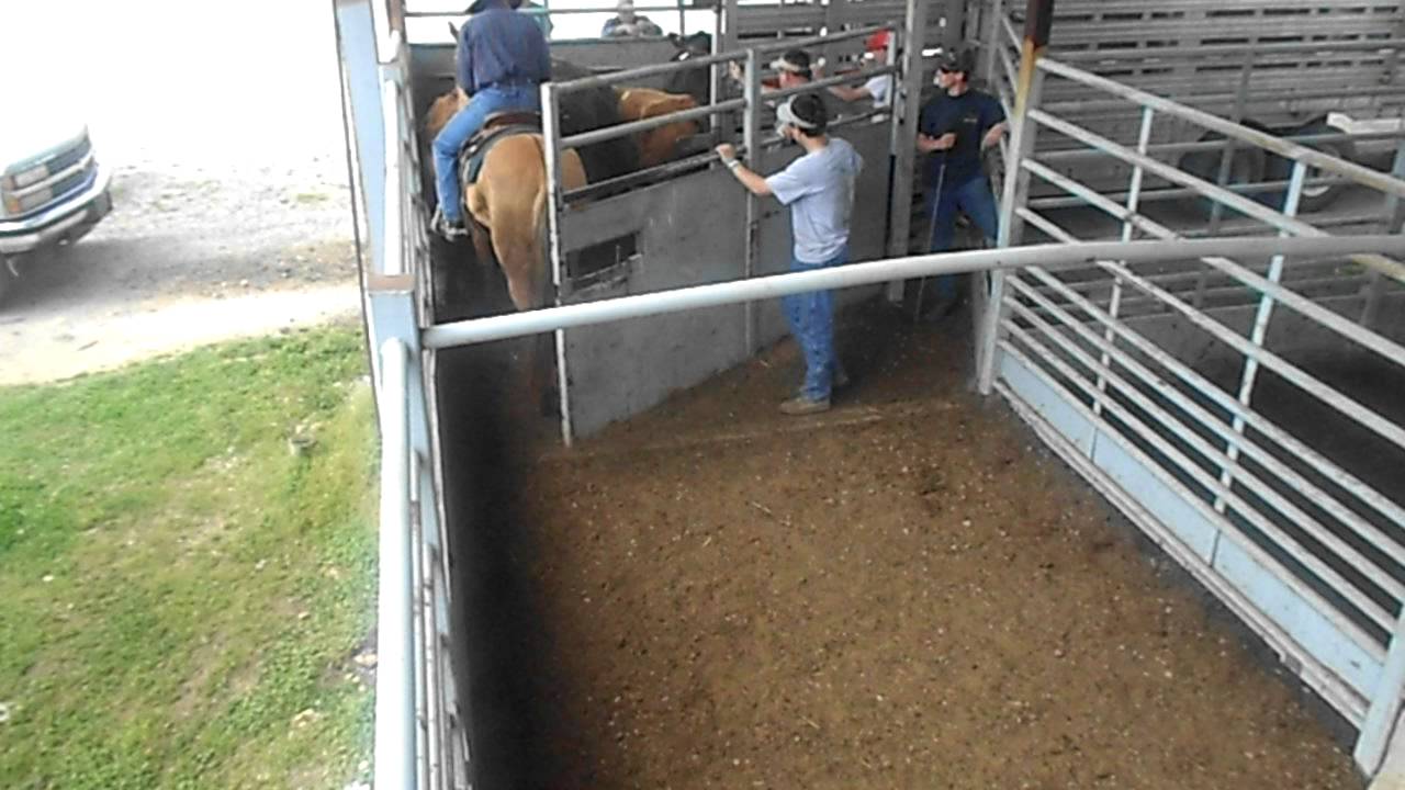 Stockyard 1: Loading on to pod cattle trailer. - YouTube