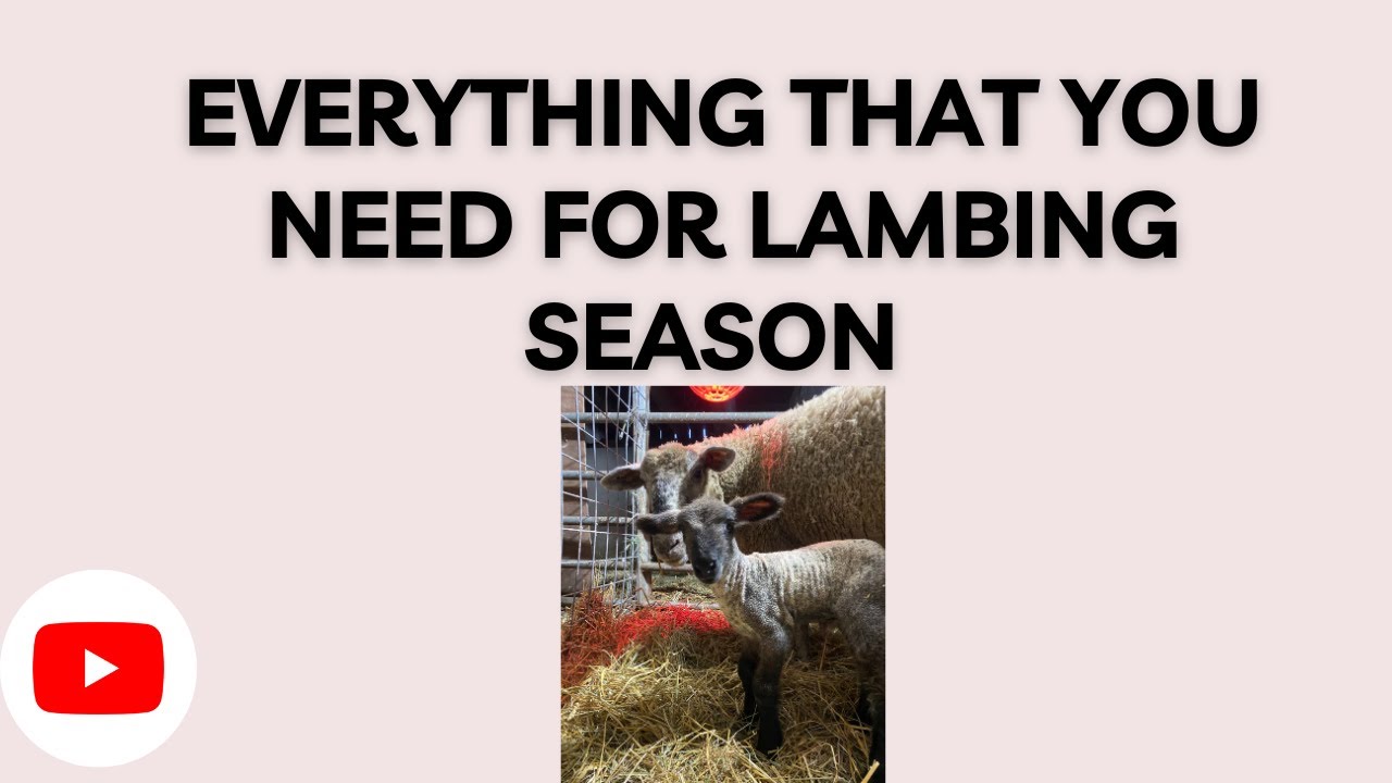 Lambing Prep...Everything You Need to Prepare for Lambing Season! - YouTube