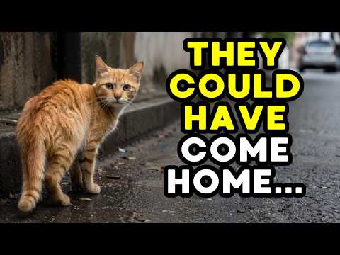 The MISTAKE That Makes So Many Cat Parents Lose Their Cats FOREVER!