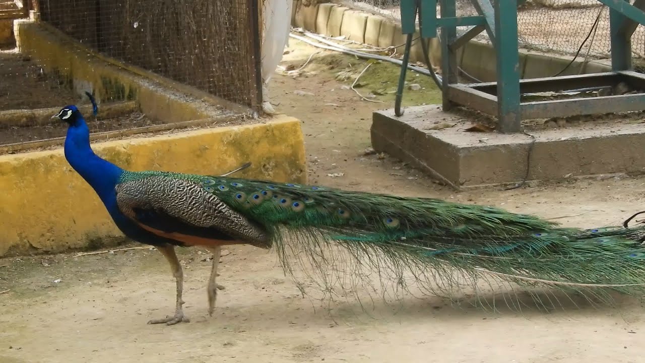 Green Java Peacock | Beautiful Peacock With Long tail | #birdsounds # ...