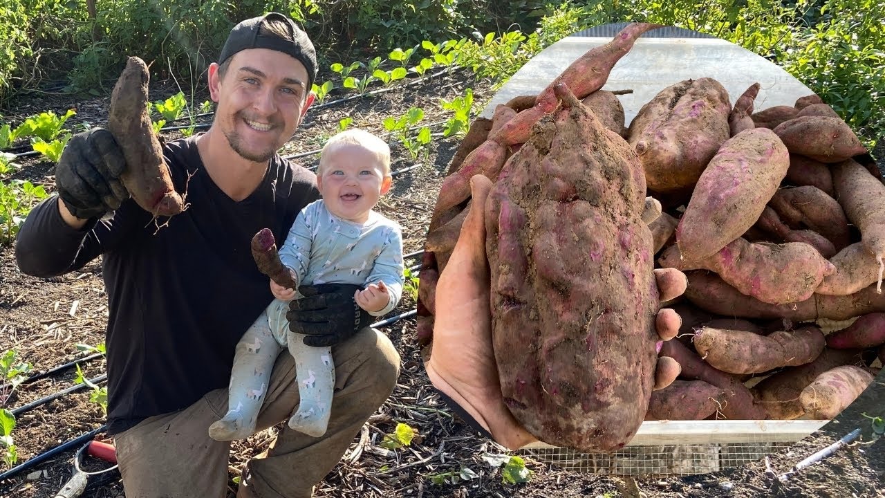 HUGE Purple Sweet Potato Harvest | October in Virginia - YouTube