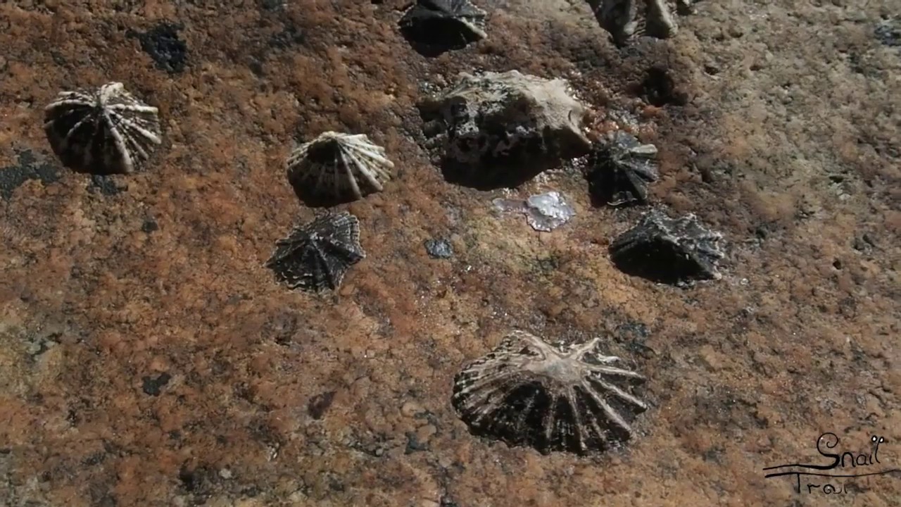 Siphonaria atra - Flat false limpet - YouTube