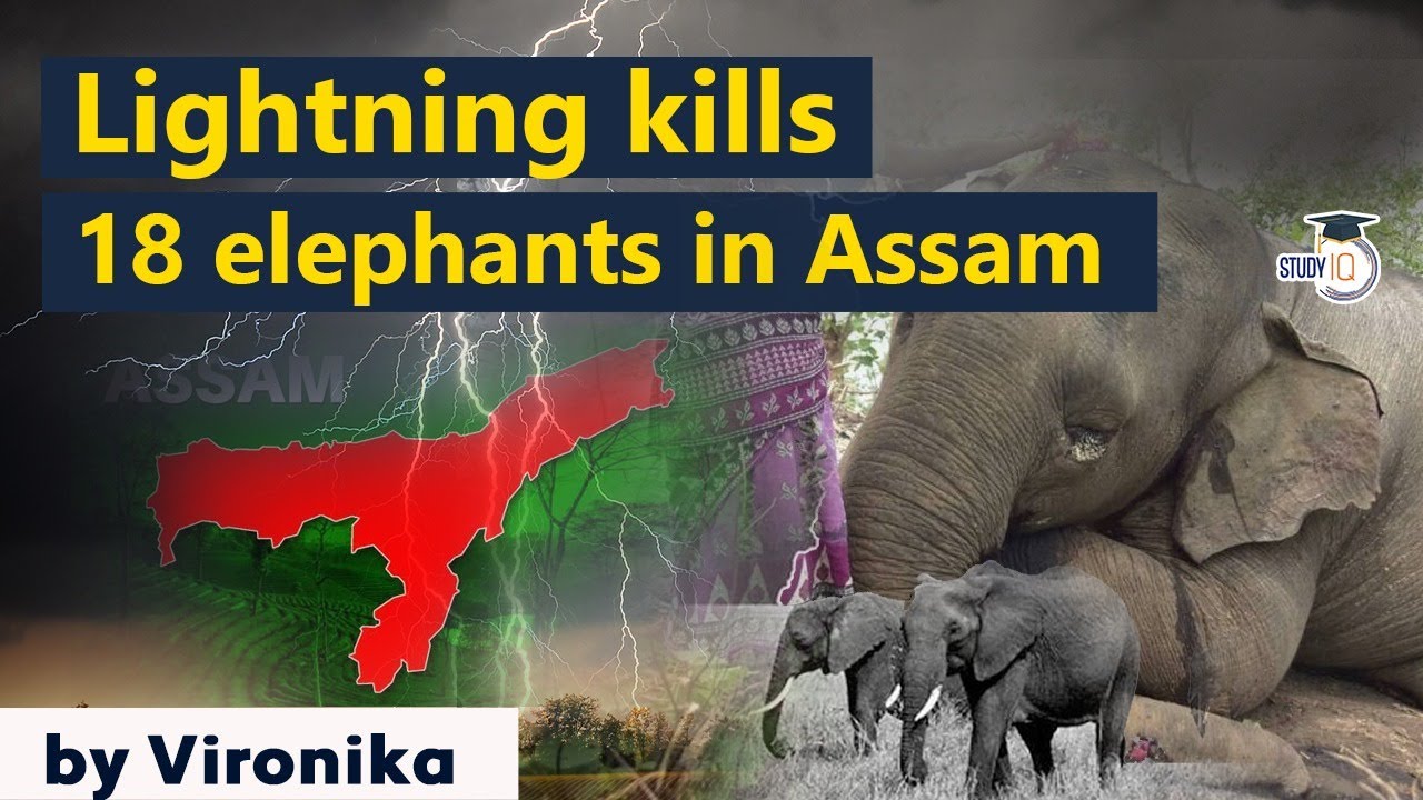 Lightning kills 18 elephants in Assam - Is it scientifically possible ...