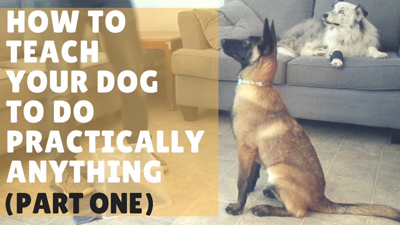 Dog Training 101 - Ep. 1: How to Get Started with Training - YouTube