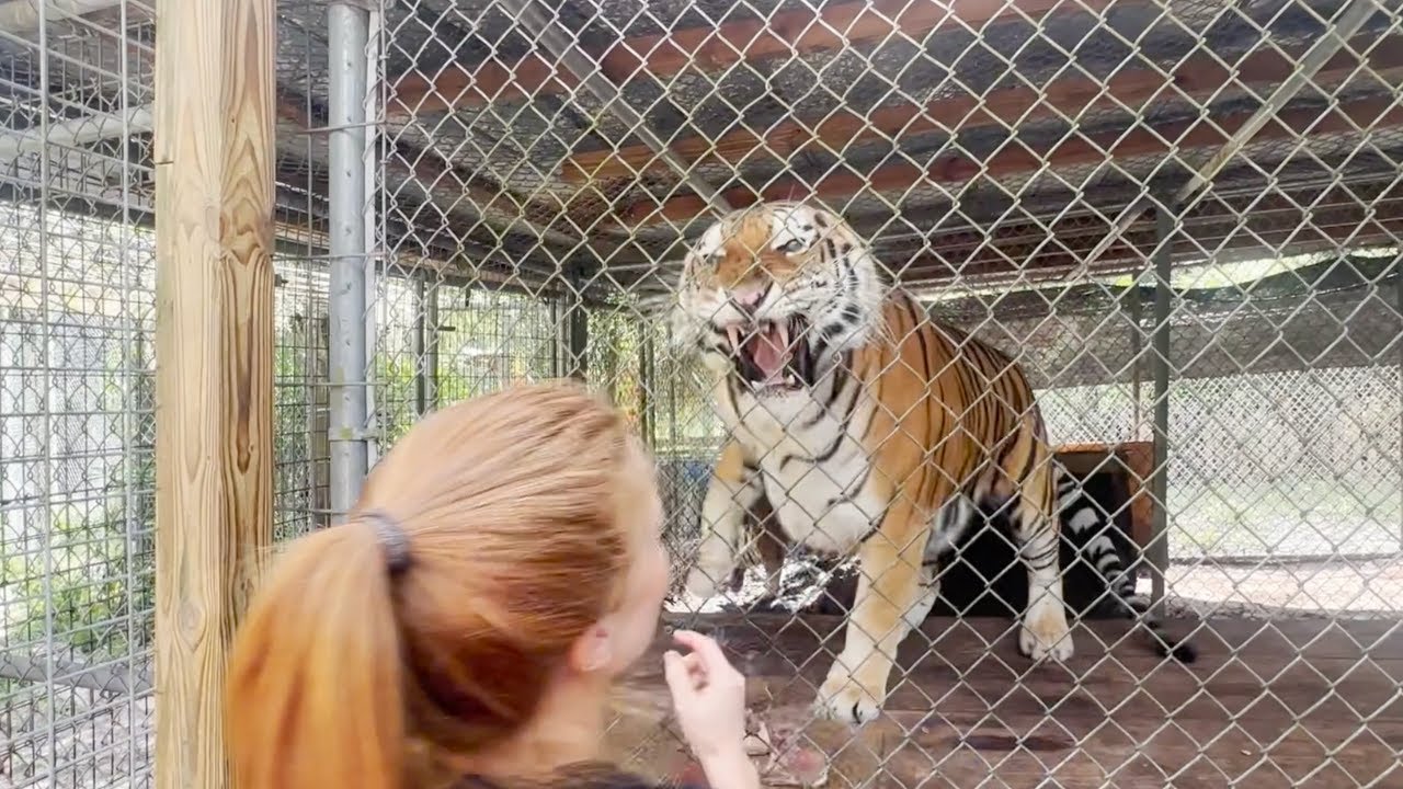 Tiger Instincts Kick In! - YouTube