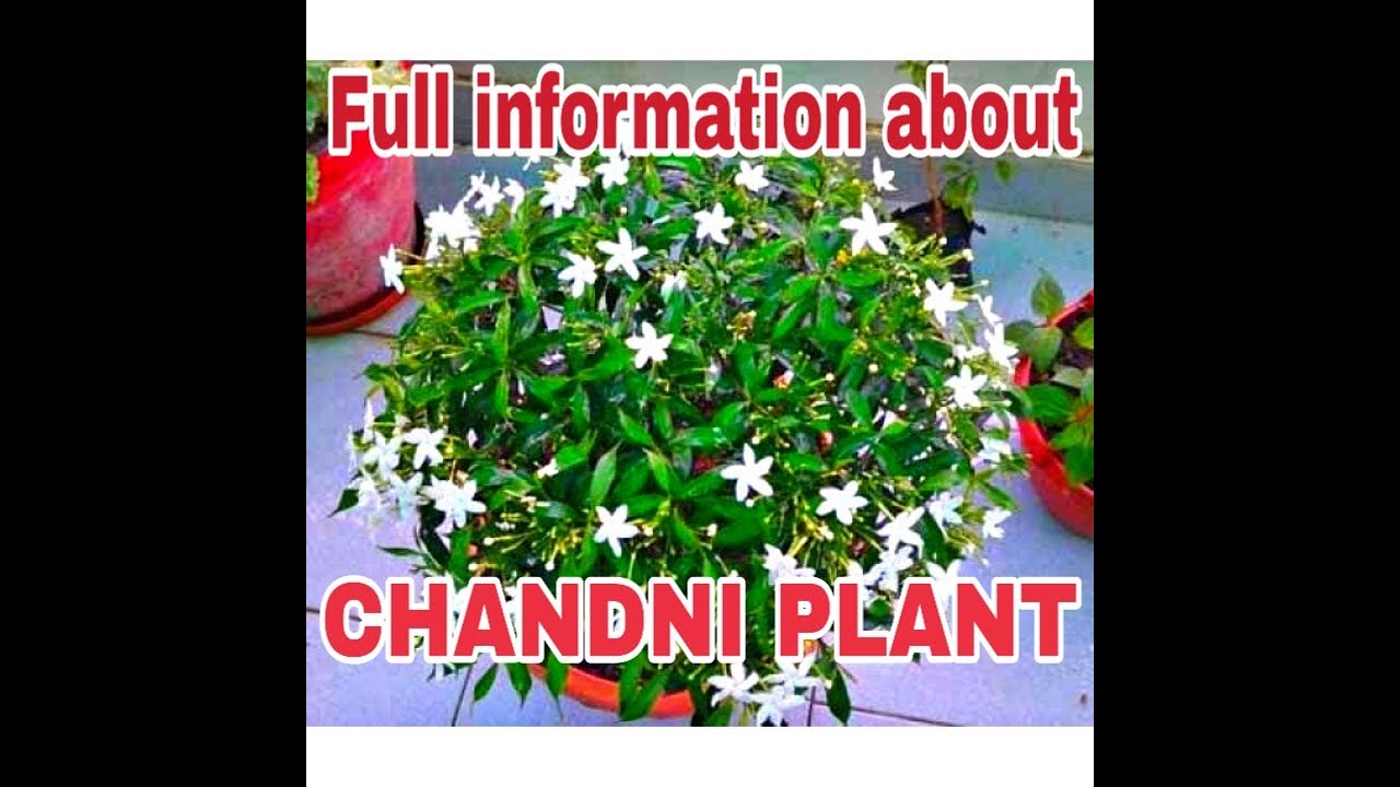 Chandni Tree Information / how to grow chandni plant at home / Blooming ...