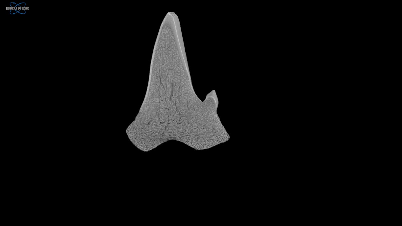 Comparison of micro-CT Scan Renderings for Shark Tooth and Megalodan ...