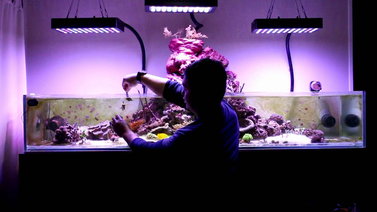 - Tony Nguyen Saltwater fish tank reef aquarium MyReefLiving (12-13-15 ...