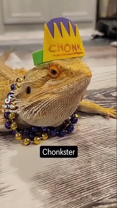 that's not my name! #shorts #beardeddragon #lizard #beardie #reptile #pagona #CHONK - YouTube