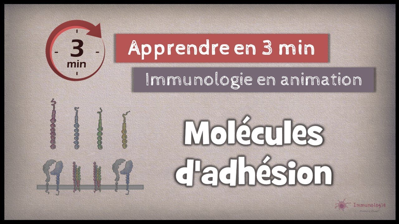 4-10 Molécules d'adhésion (Partie 1) - YouTube
