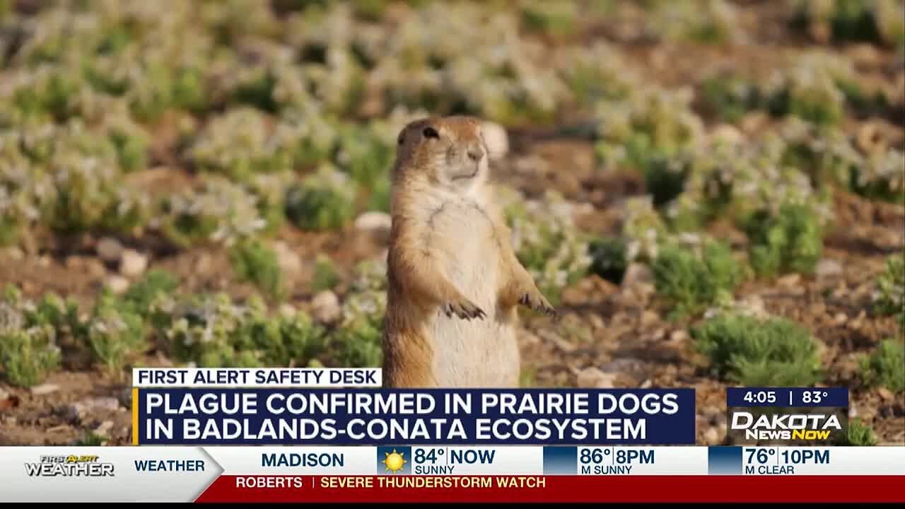 First Alert Safety Desk: Visitors to Badlands warned about plague ...