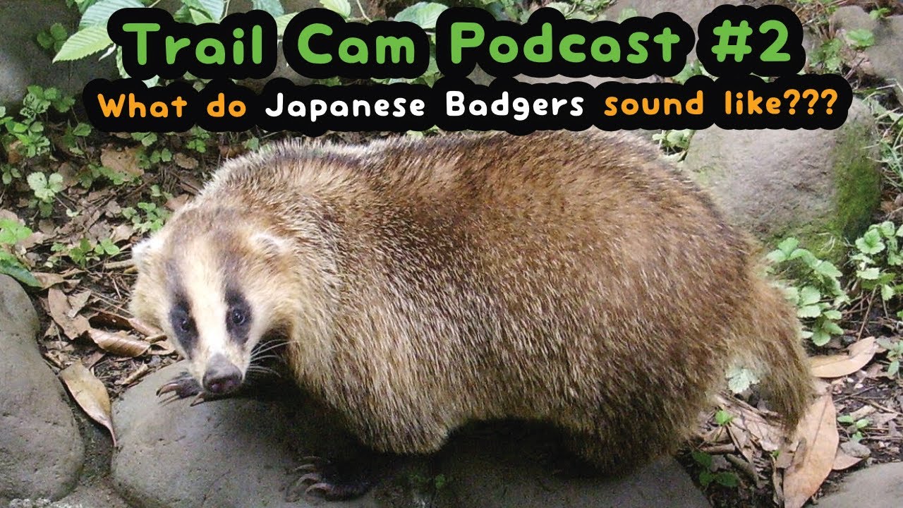 Trail Cam Podcast #2 : What do Japanese Badgers sound like??? - YouTube