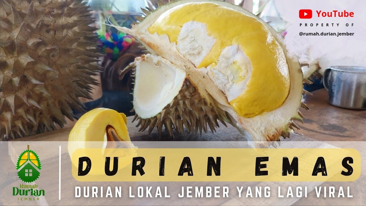 DURIAN EMAS | Durian Lokal Unggulan Jember yang Lagi Viral - YouTube