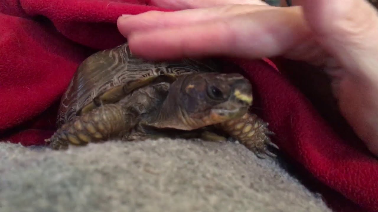 Keeping MY Baby Turtle Warm (Reptilya) - YouTube