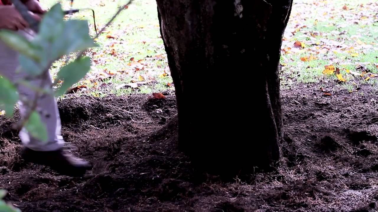 A Shade Tree Problem, Girdling Roots. What to look for to keep your ...