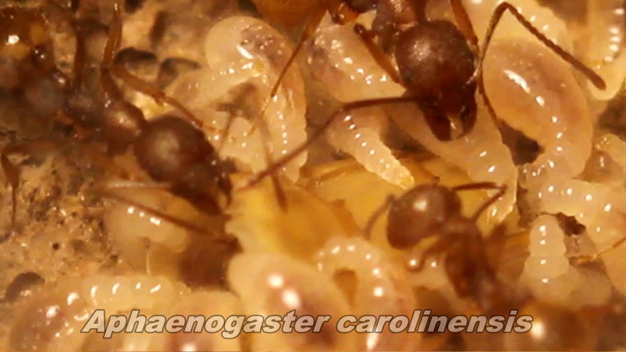 Tar Heel Ant's "Ant Desk" Part 1: Ant Colony Care - YouTube