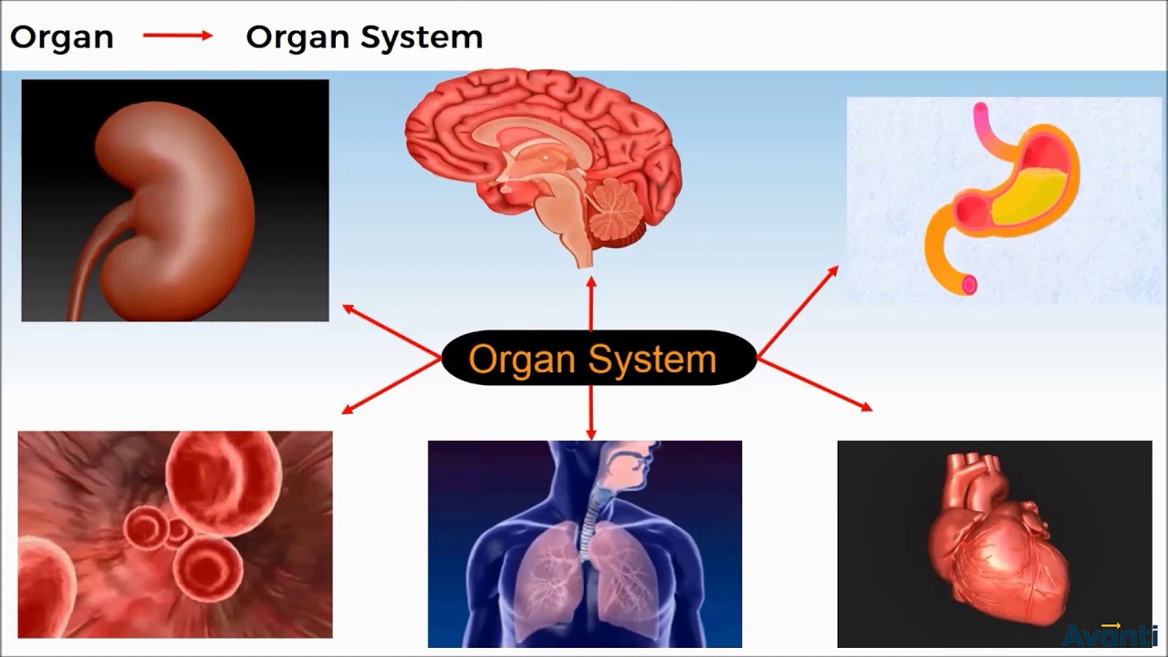 11B07.3 Intro and CV1 (Organ) - YouTube