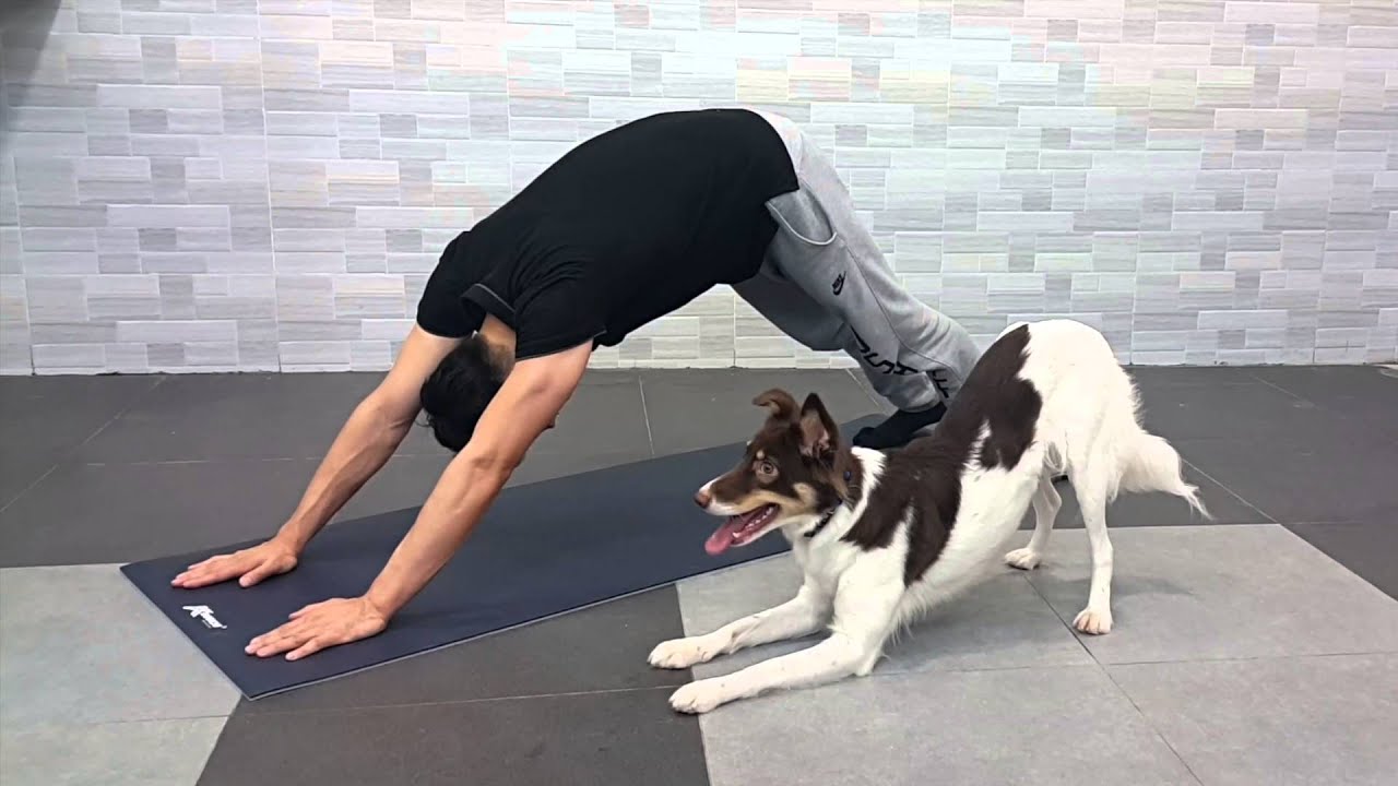 Dog Yoga with Teeny and Eric Ko - YouTube