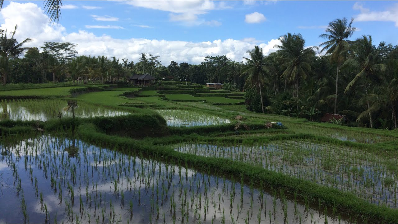 15 JOUR À BALI à la découverte des rizières et des îles - YouTube
