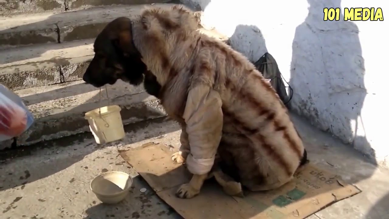 Mejores videos de perros 2020 imposible no reir - YouTube
