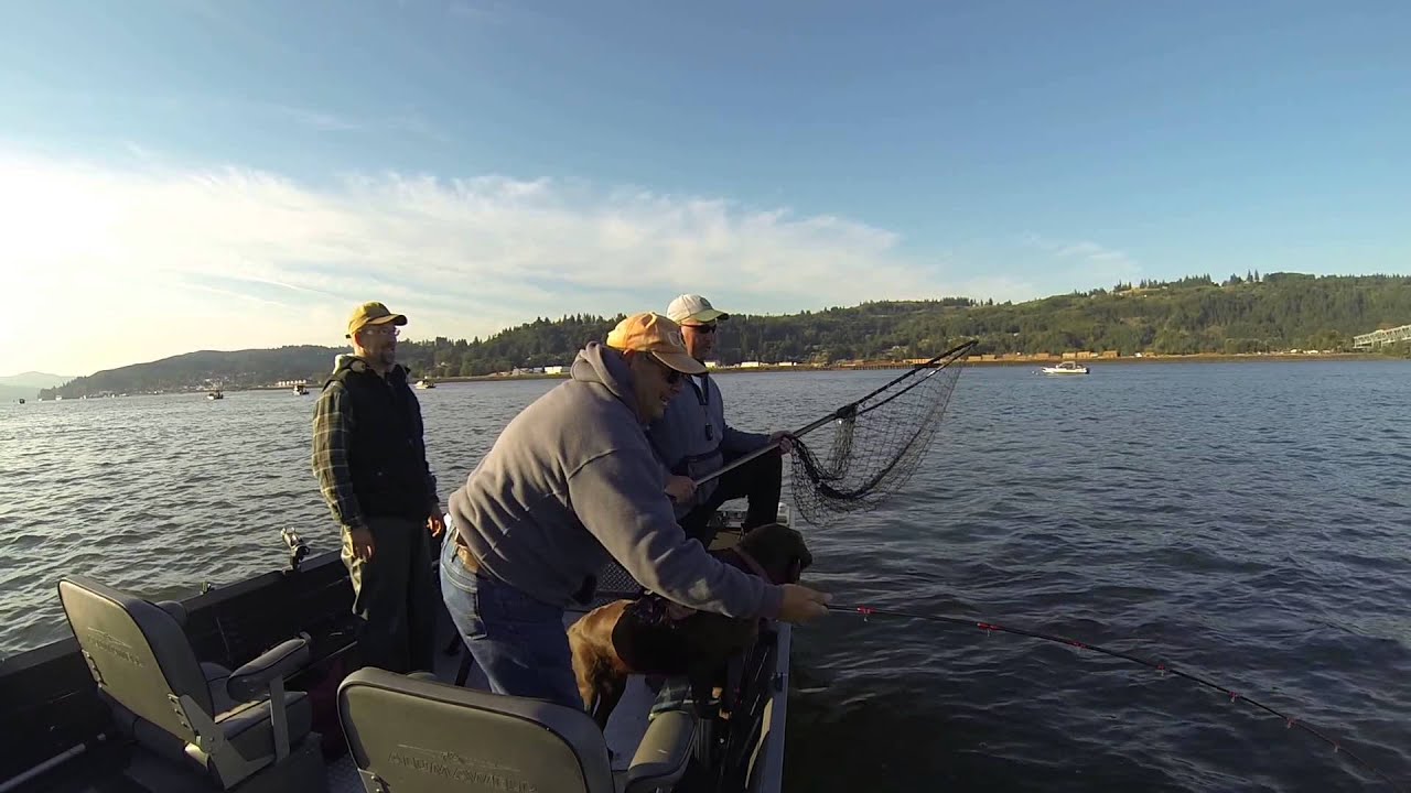 Wobbler Salmon-August 21, 2013 - YouTube