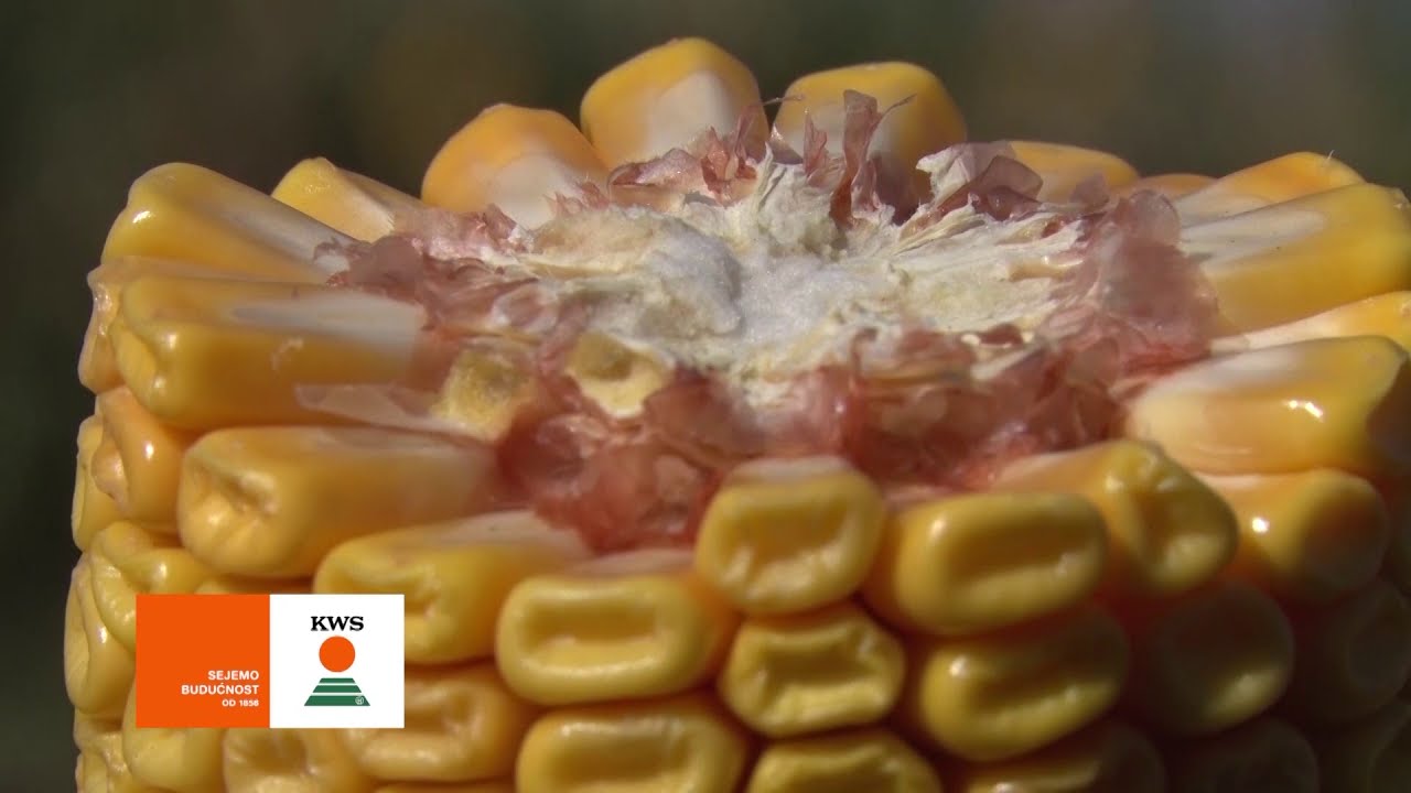 KWS hibridi kukuruza - U nasem ataru 737 - YouTube