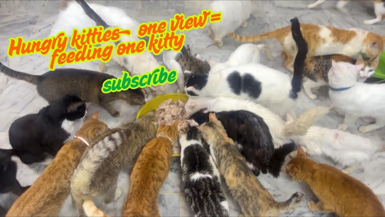 The Most Exciting Part of Their Day—Wait Until You See Their Reactions ...