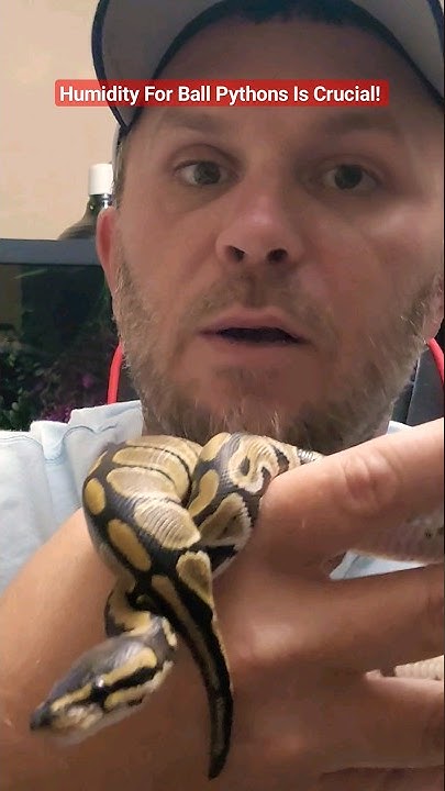 "Mastering Ball Python Humidity: The Key to a Healthy Snake" - YouTube