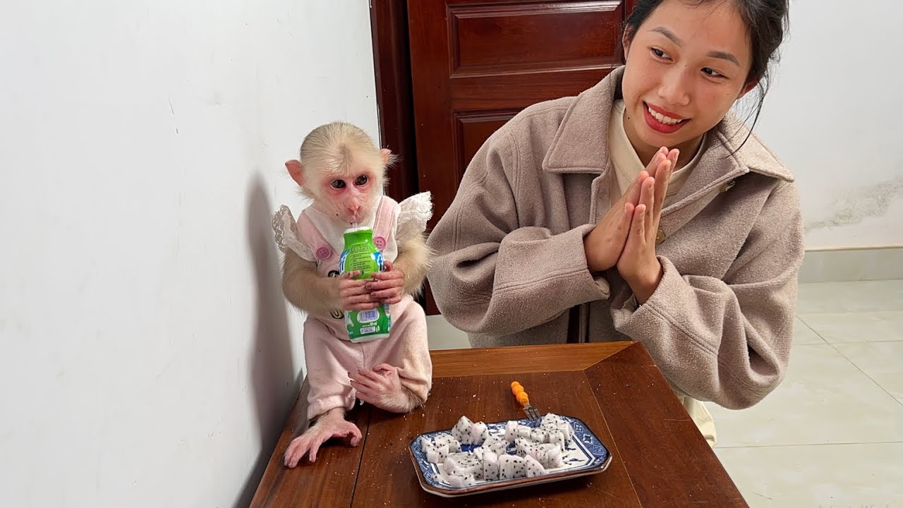 Mom happy when monkey Luk healthy after many days of fight illness ...