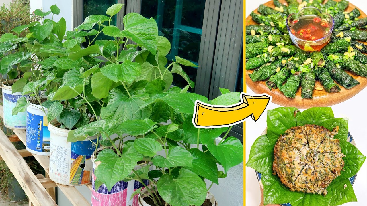 How to Grow Piper Sarmentosum at Home, Used in Dishes and Good for ...