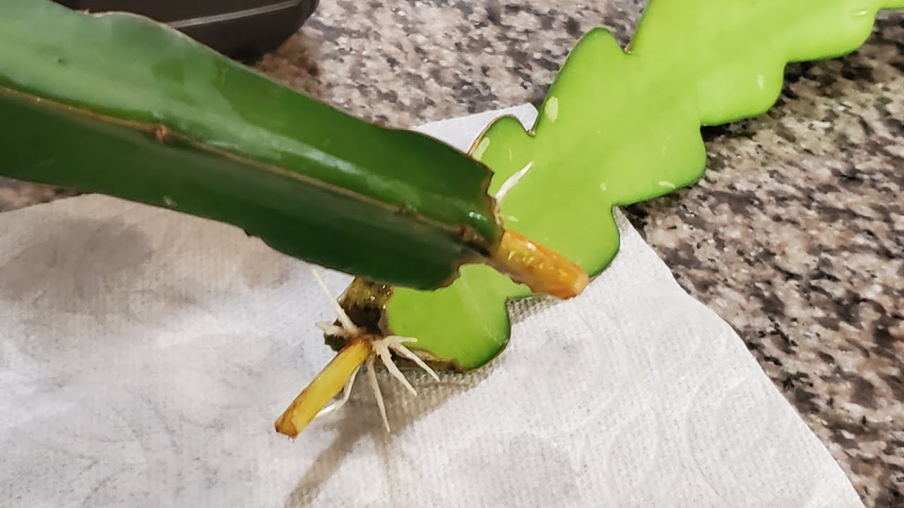 How fast Dragonfruit cuttings root in water - YouTube