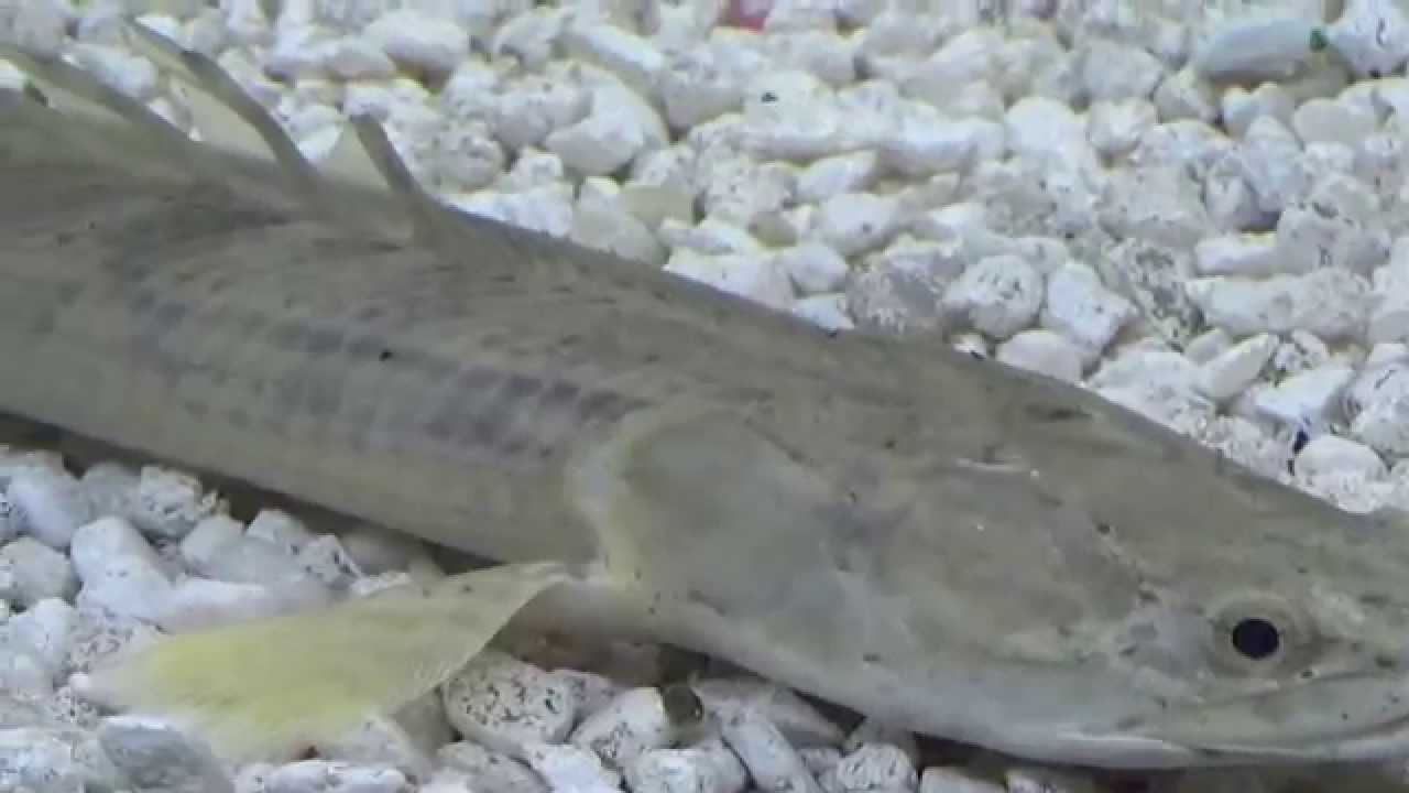 Polypterus Lapradei (Lapradei Bichir) - YouTube