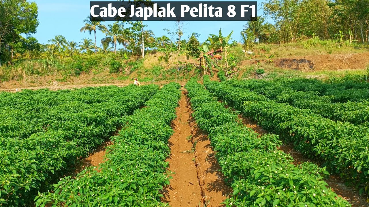 Tips Sukses Budidaya tanaman cabe rawit pelita 8 F1 - Cabe Rawit hijau ...