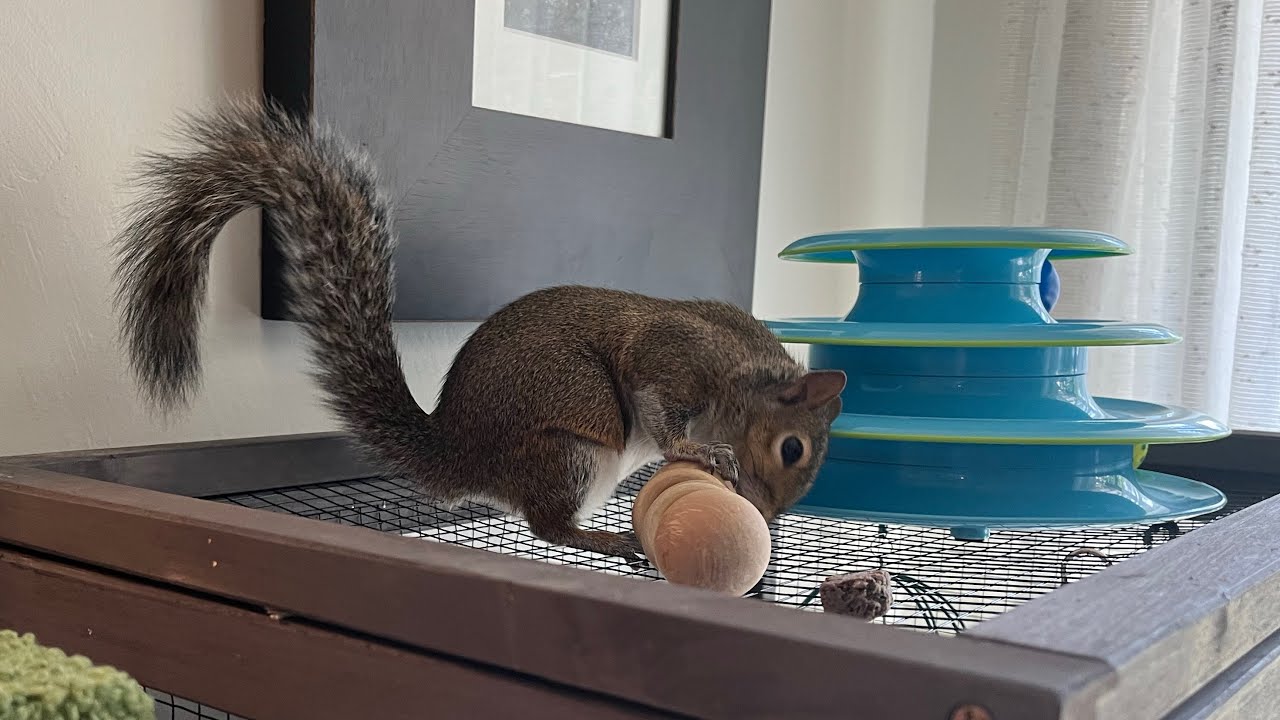 Squirrel playing with toys inside - YouTube
