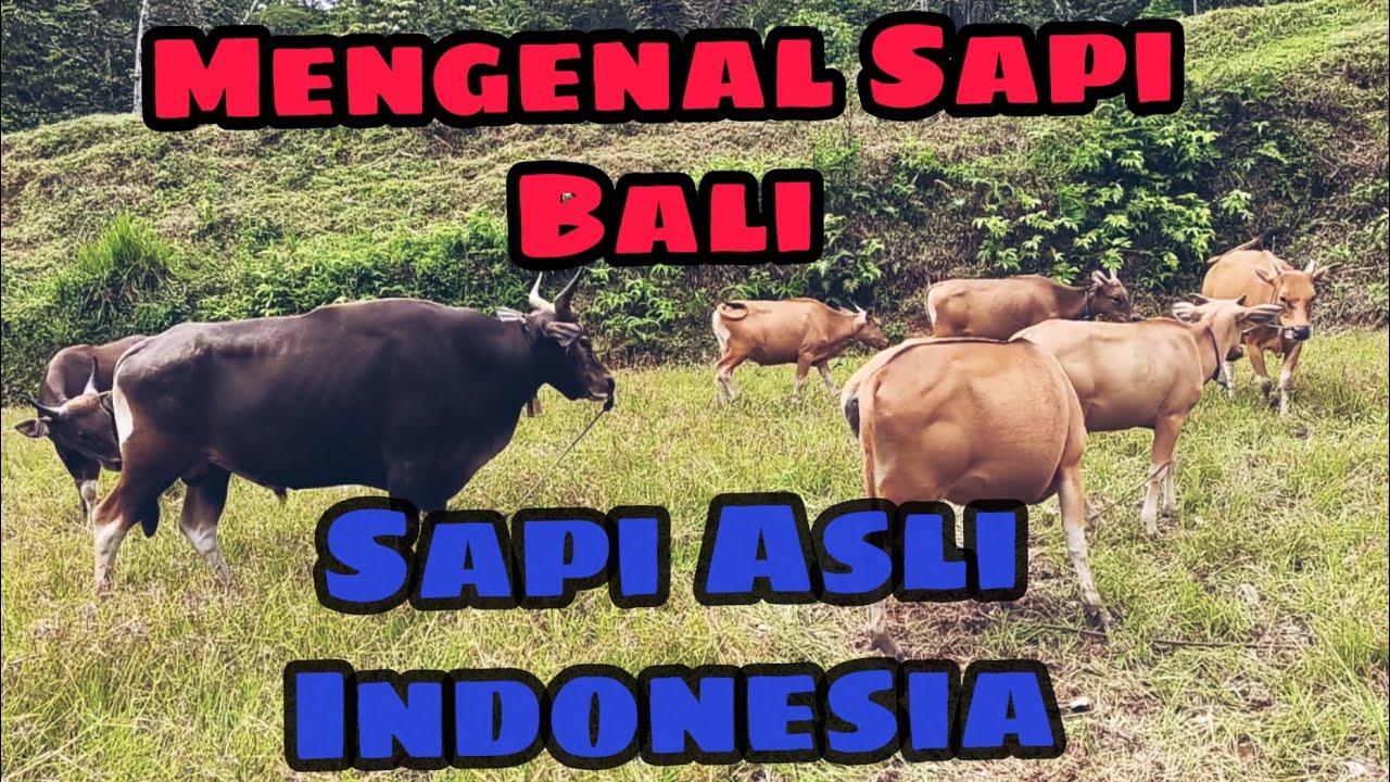 PROFIL DAN KEUNGGULAN SAPI BALI (Mengenal sapi bali) - YouTube