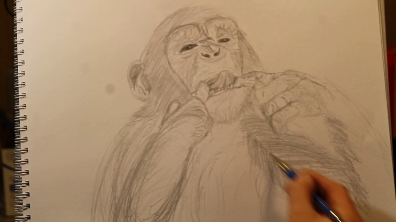 how to draw chimp final - YouTube
