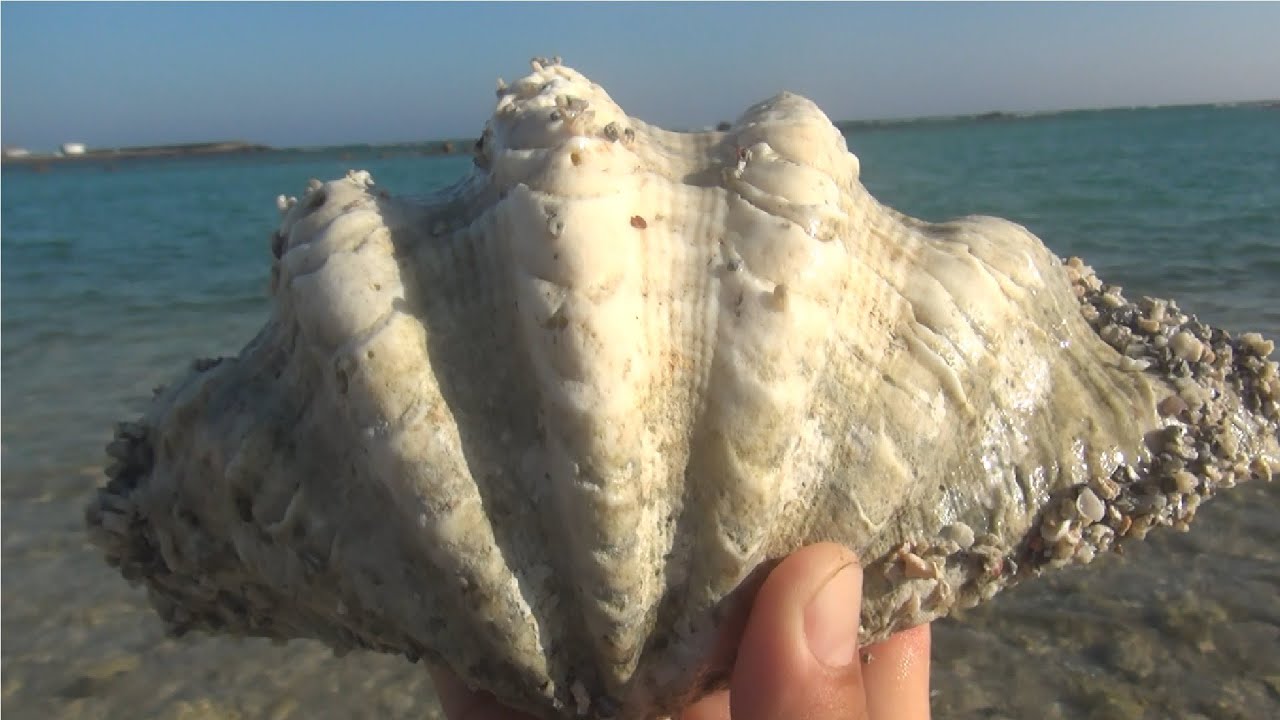 discovered many snail shells and conchis on the coral reef - YouTube