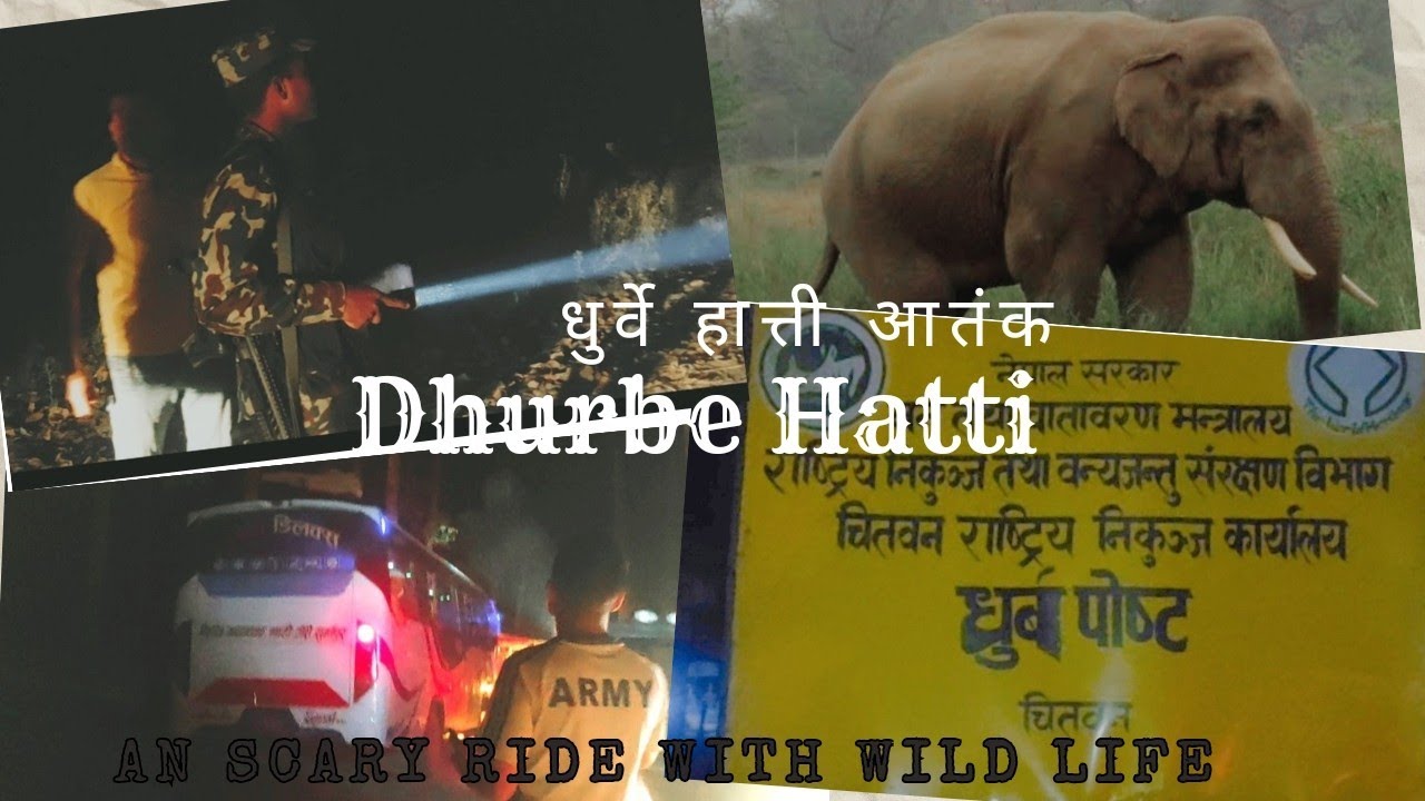 Dhurbe elephant Attack in Madi | धुर्वे हात्तीको आतंक | First time meet ...