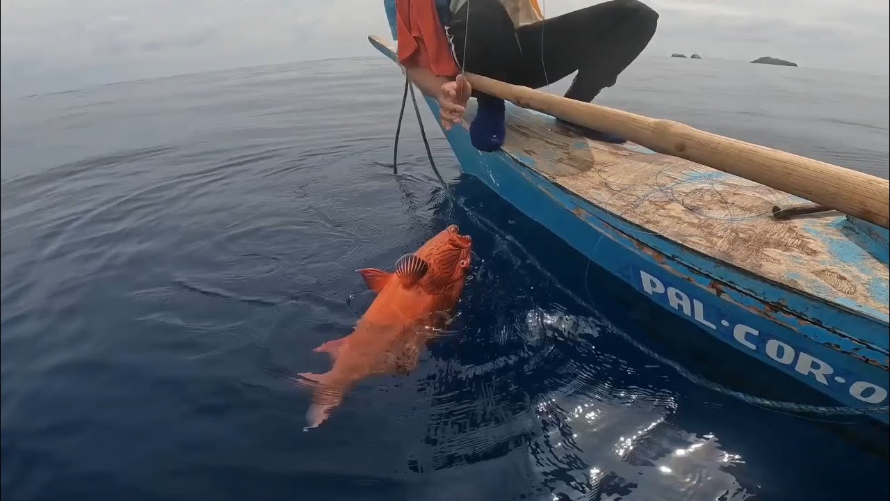 SWERTE | Dalawang naglalakihang Tiger Grouper in one SPOT w/ longnose ...