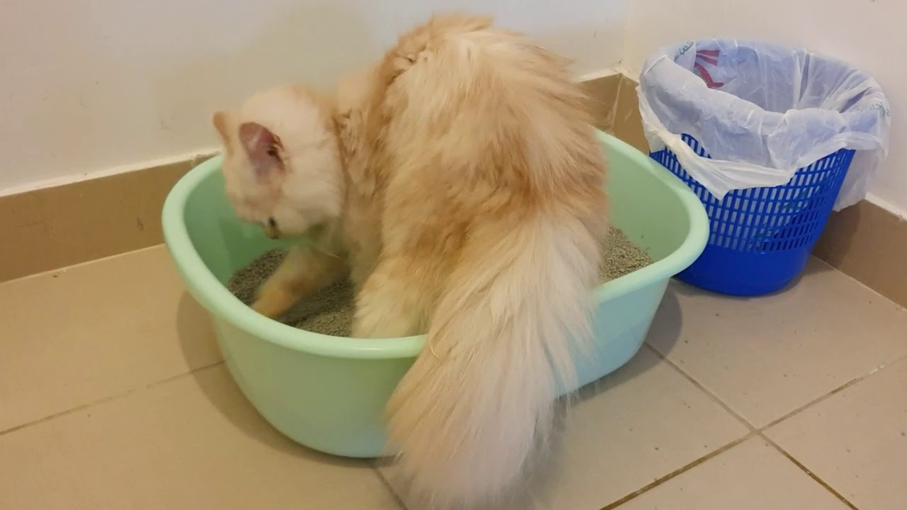 Purina tidy cats multi cat clumping litter instant action - YouTube