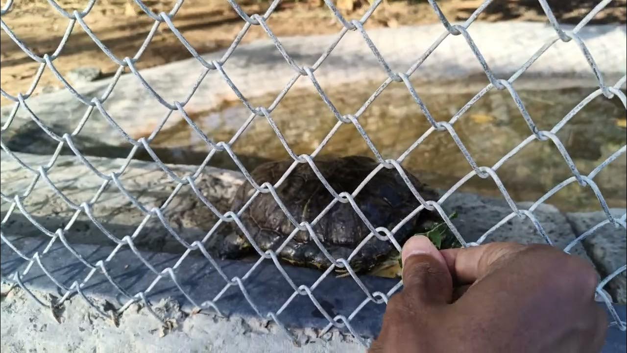 some enjoyable time at UAE Sharjah zoo - YouTube