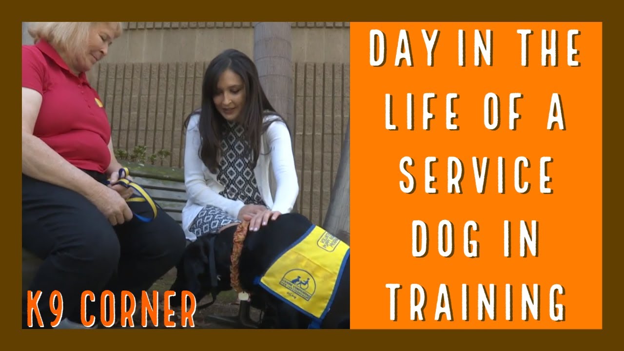 Day in the Life of a Service Dog in Training | K9 Corner 02.20 - YouTube